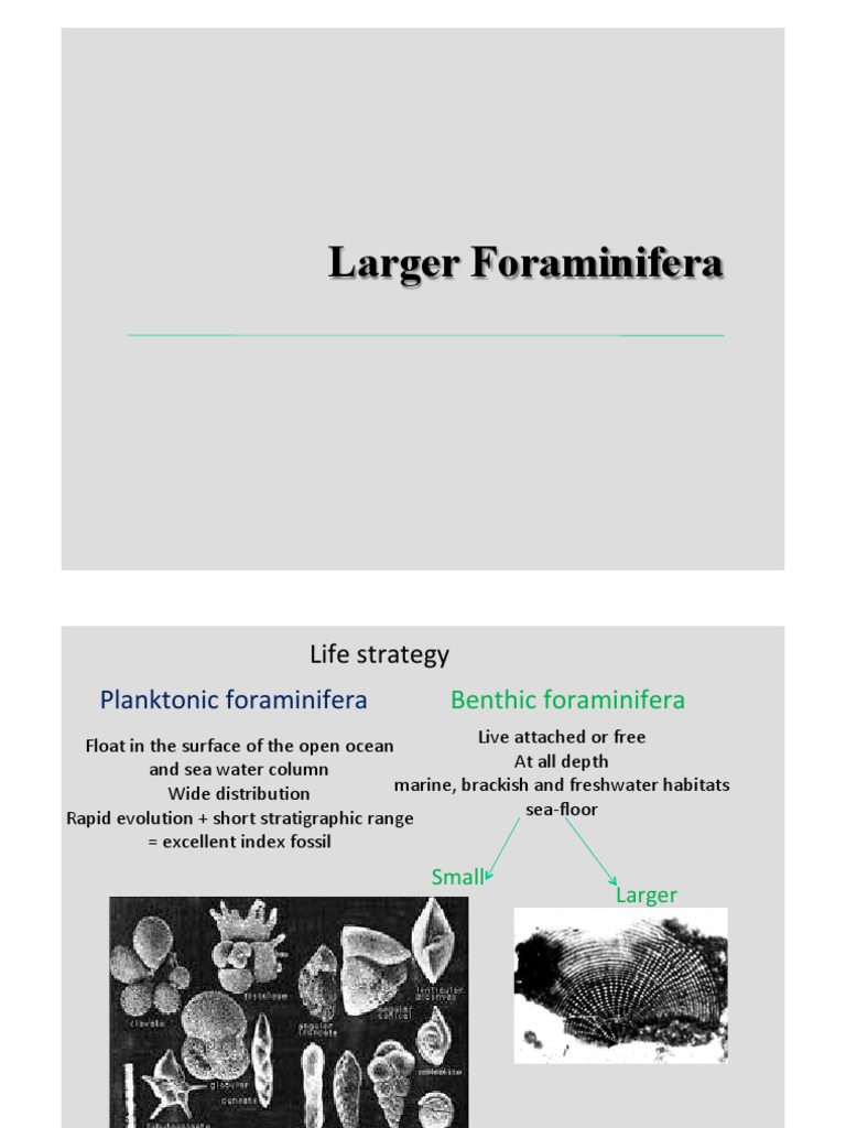 07 Foraminifera Besar 1 89 Dari Dinda | PDF