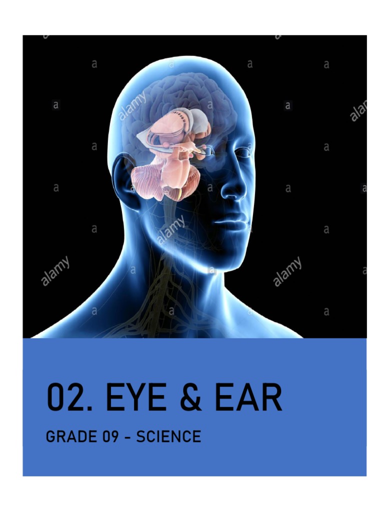 Eye & Ear | PDF | Ear | Hearing