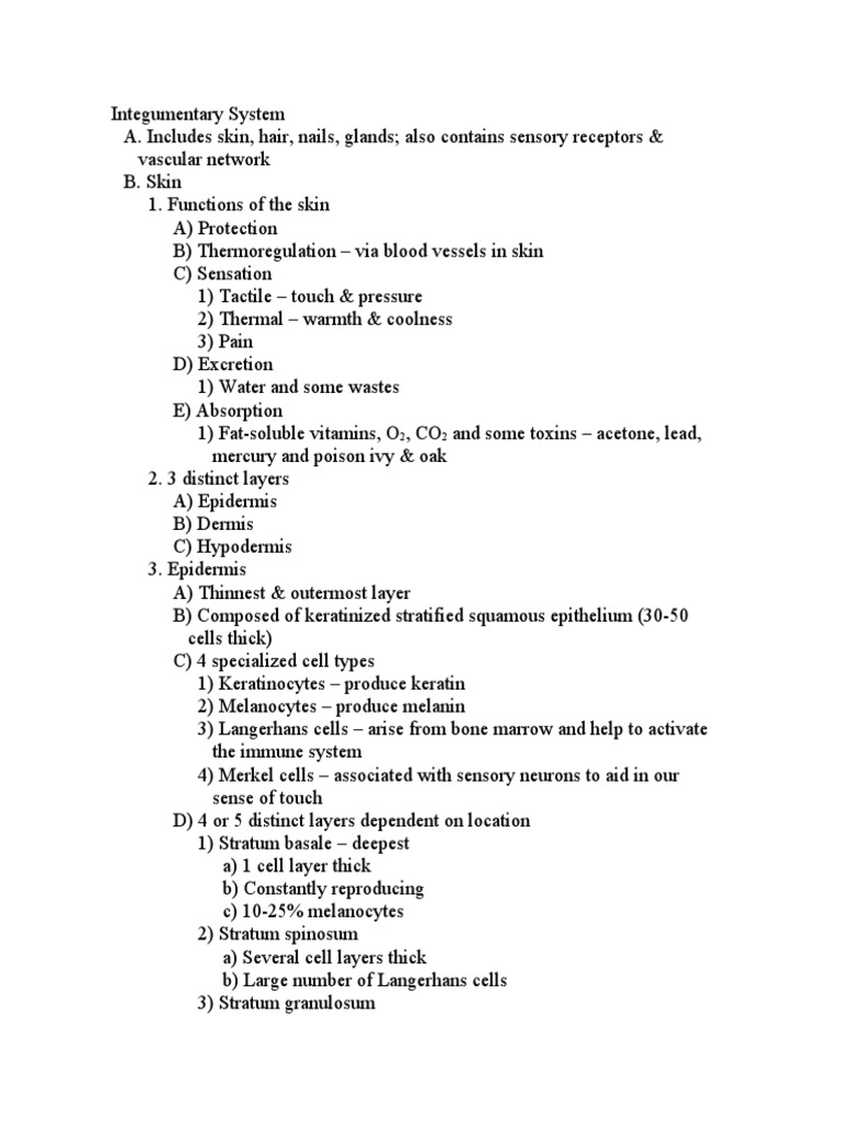 Integumentary System Notes | Download Free PDF | Integumentary System ...