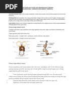 Anatomi Dan Fisiologi Organ Reproduksi Ayam | PDF