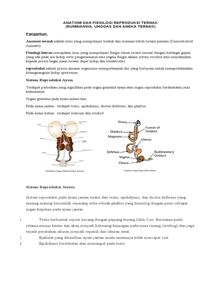 Anatomi Dan Fisiologi Reproduksi Ternak | PDF