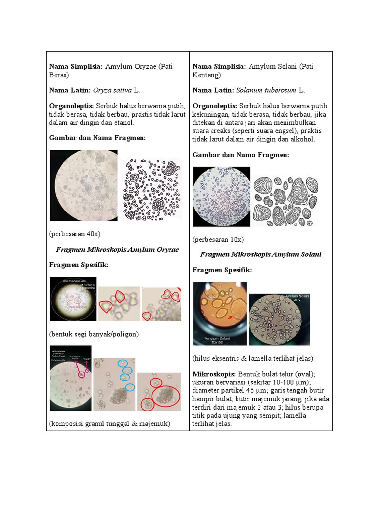 Fragmen Mikroskopis Amylum Oryzae Fragmen Mikroskopis Amylum Solani | PDF