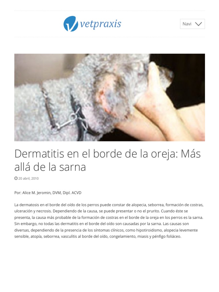 Dermatological Conditions of the Ear Margins in Dogs: Beyond Mange ...