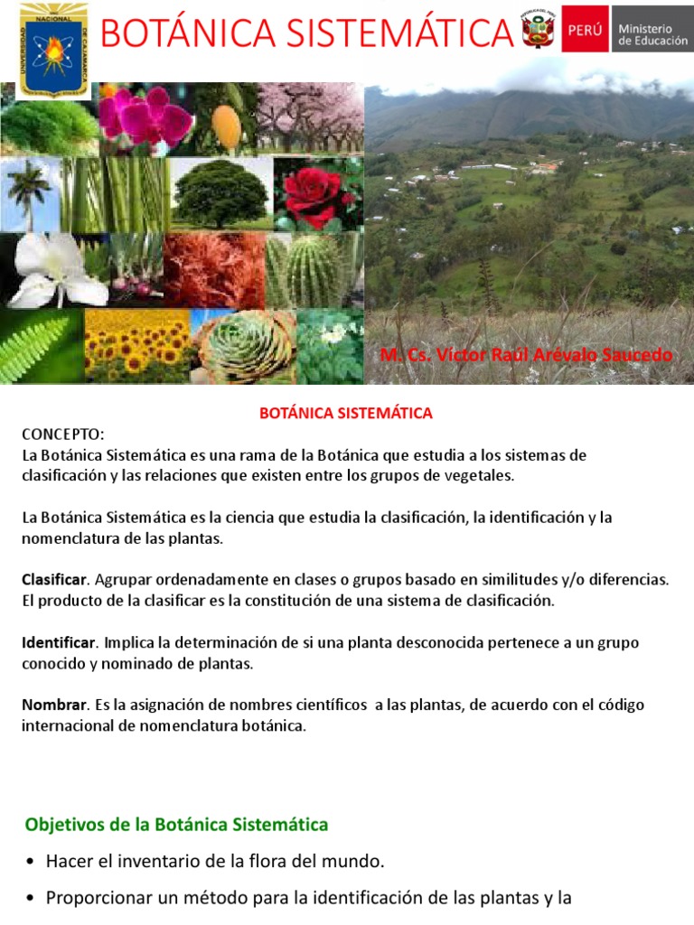 Botánica sistemática: clasificación y conceptos clave | PDF | Plantas | Botánica