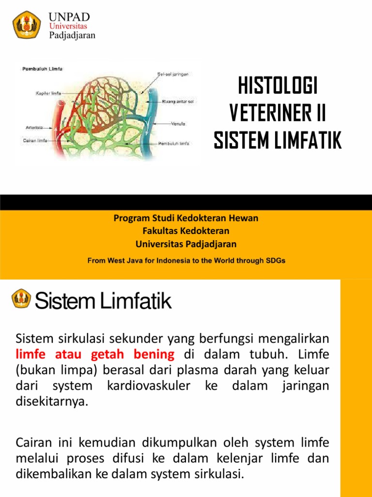 Histo II - Sistem Limfatik | PDF