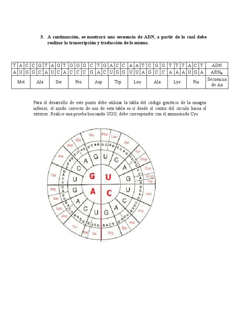 Ejercicios de Transcripción y Traducción del ADN | PDF | Rna ...