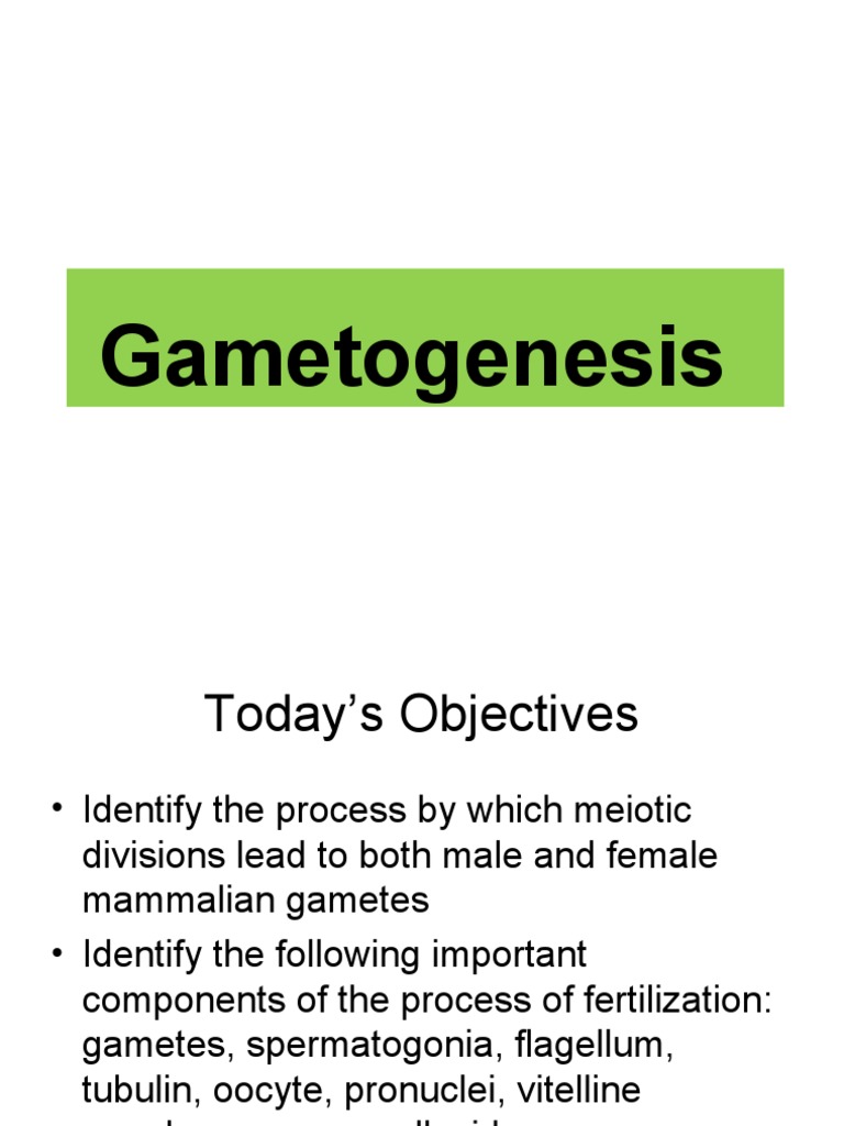 Gametogenesis | PDF | Meiosis | Fertilisation