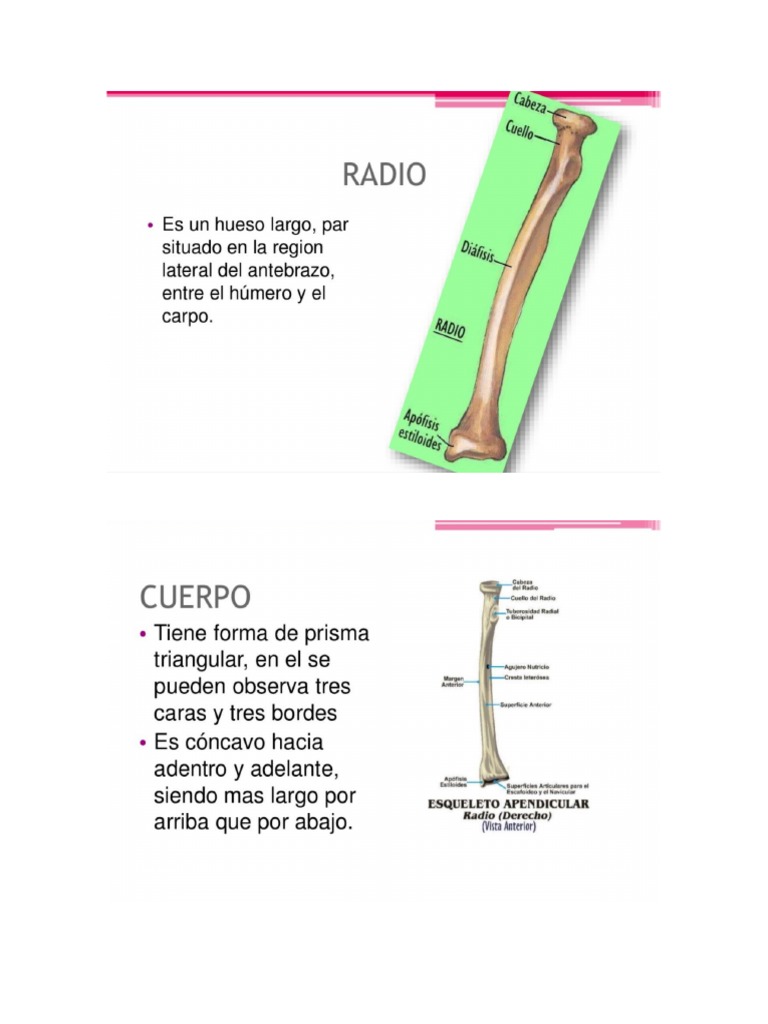 Hueso Radio | PDF | Sistema musculoesquelético | Sistema esquelético