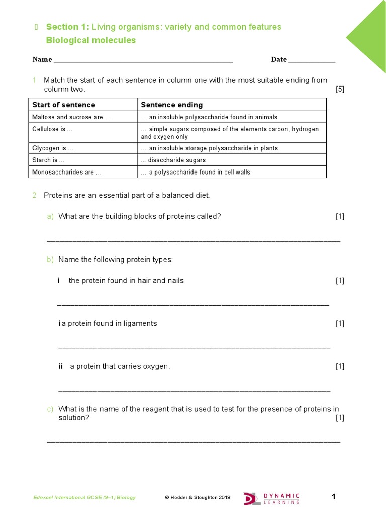 Worksheet Biological Molecules | PDF | Polysaccharide | Carbohydrates