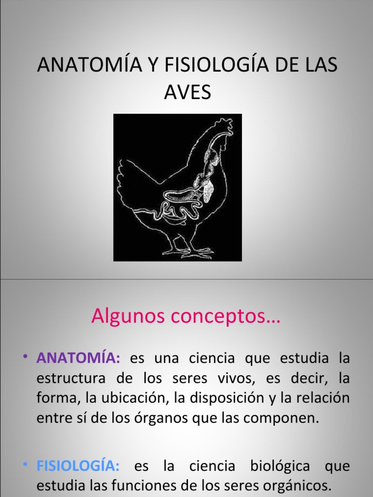 869893711.anatomía y Fisiología de Las Aves | PDF | Sistema digestivo humano | Piel