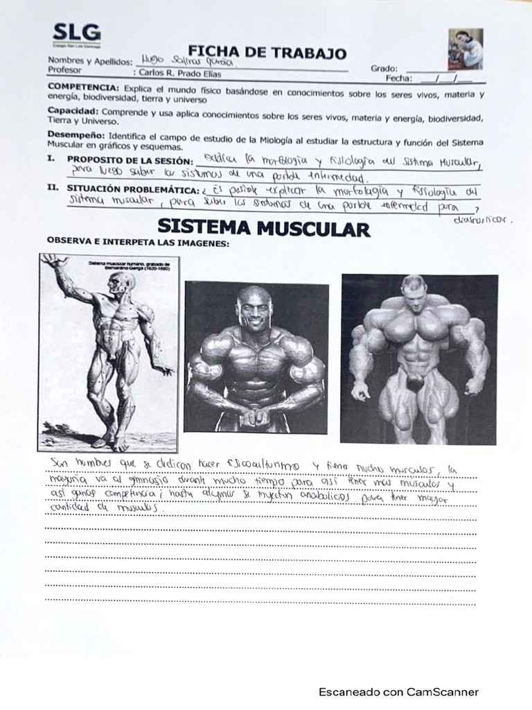 Ficha de Trabajo Sistema Muscular | PDF