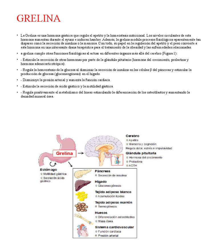Grelina: Hormona del Apetito y Metabolismo | PDF