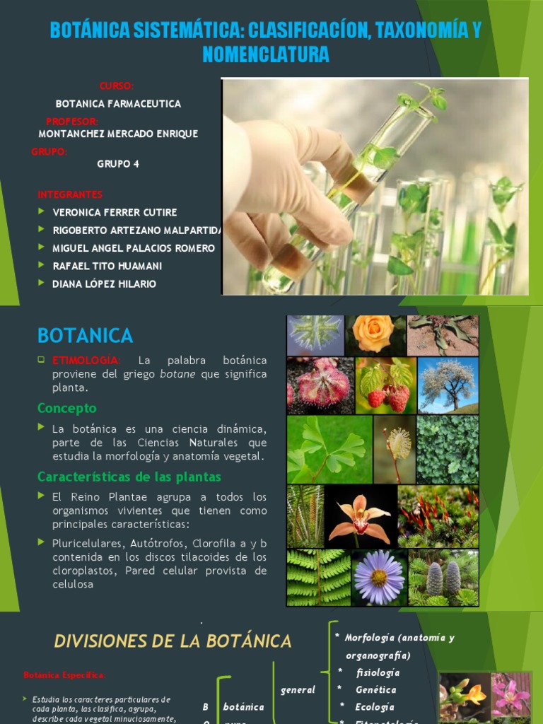 Clasificación y Taxonomía Botánica | PDF | Botánica | Plantas