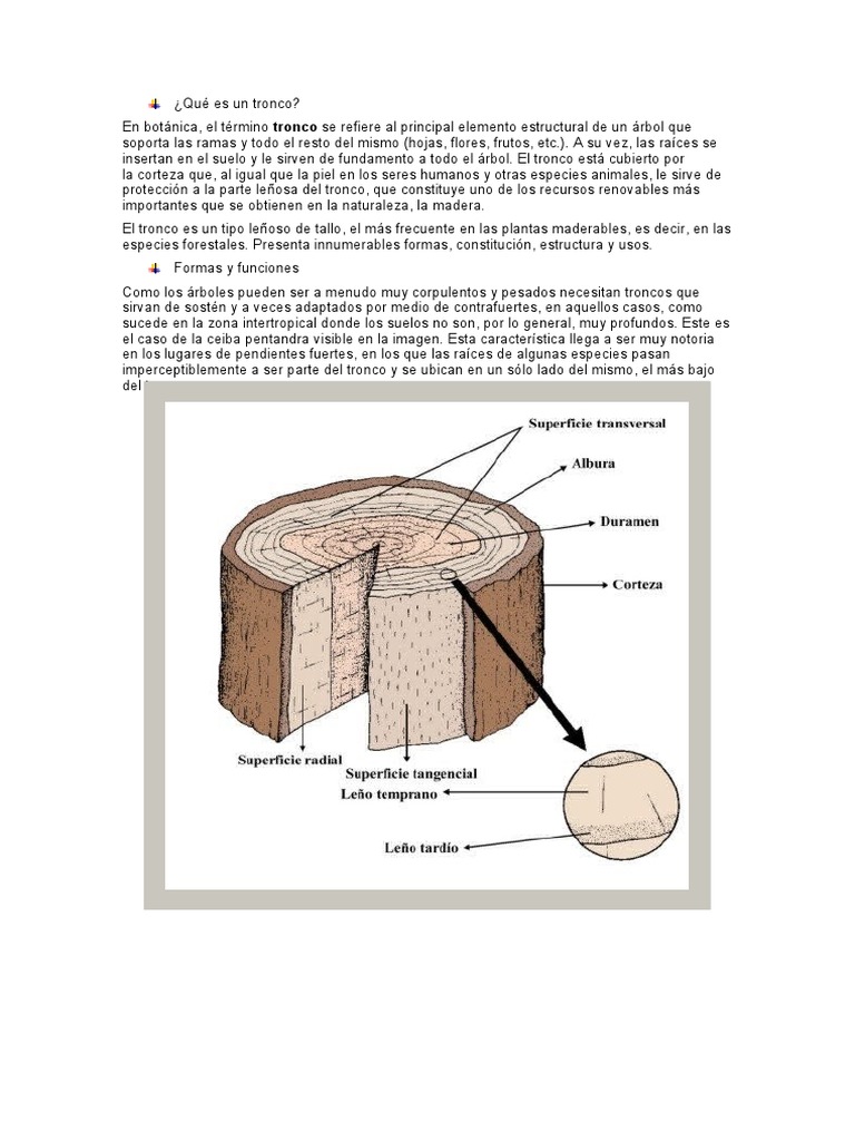Qué Es Un Tronco | PDF