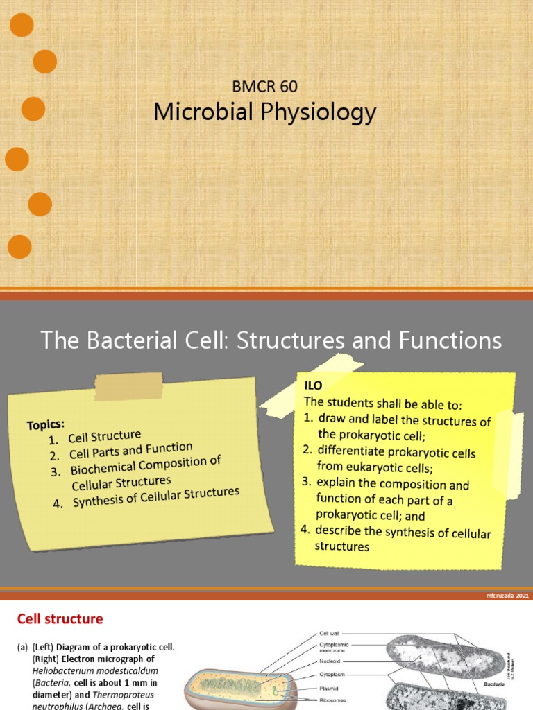 The Bacterial Cell - Structures and Functions | PDF | Cell (Biology ...