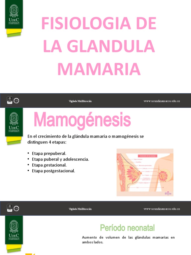 Fisiologia de La Glandula Mamaria | PDF | Pecho | Leche