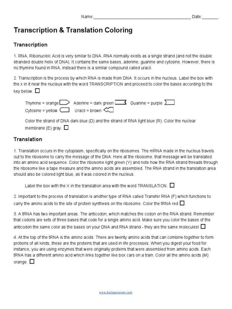 Transcription & Translation Coloring | PDF | Rna | Translation (Biology)