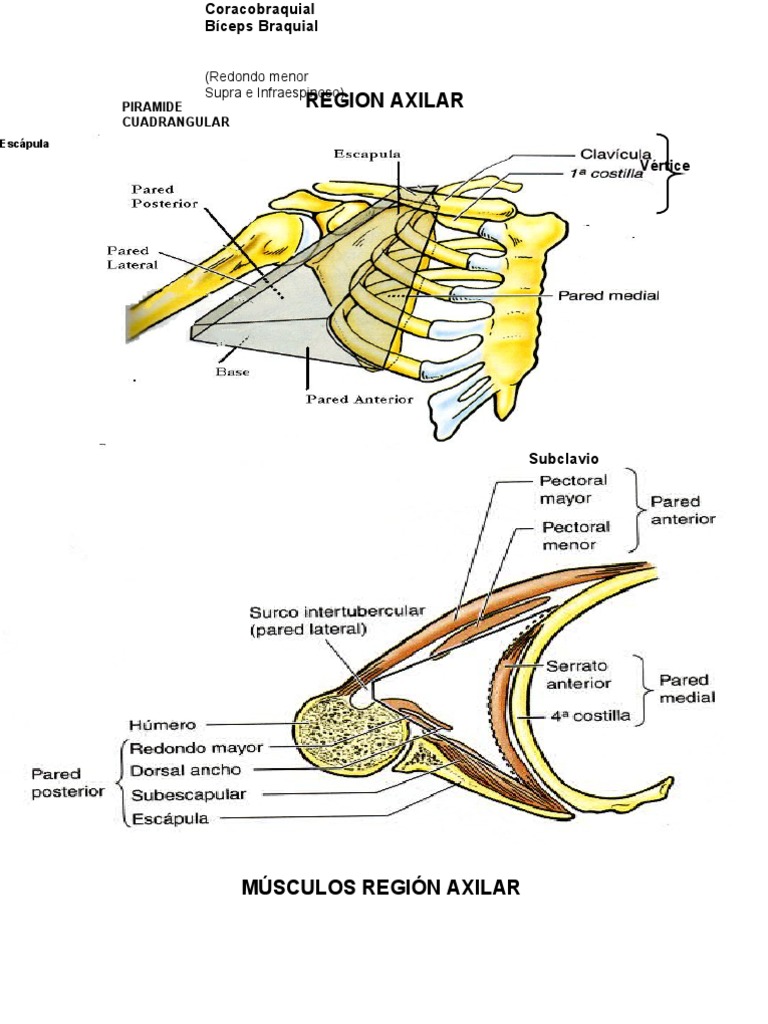 MUSCULOS REGION AXILAR - Prof. Carlos Verdú | Extremidades (anatomía ...