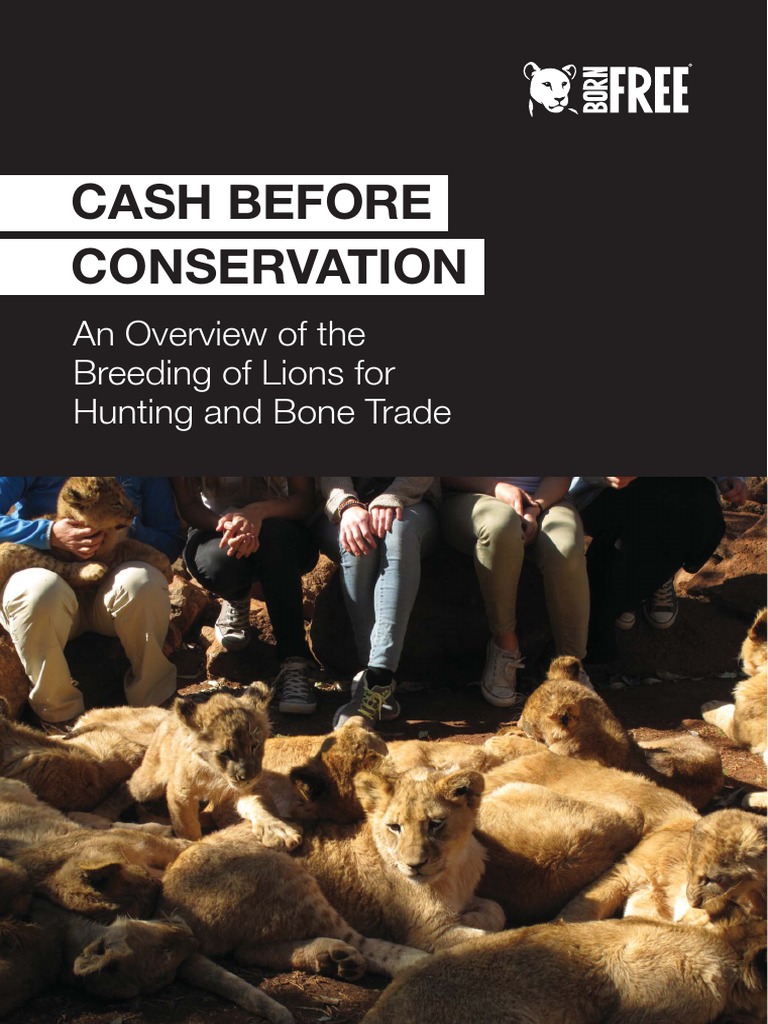 Born Free Lion Breeding Report | PDF | Tiger | Hunting
