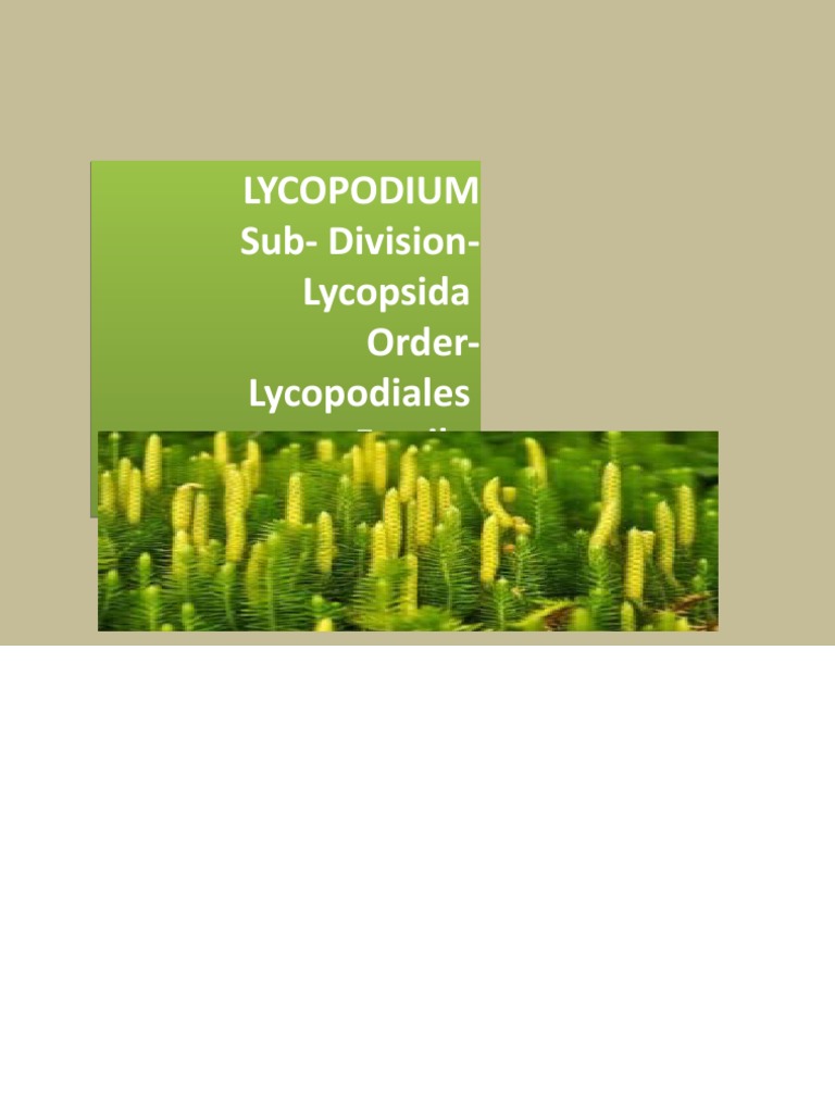 Lycopodium Sub-Division - Lycopsida Order - Lycopodiales Family ...