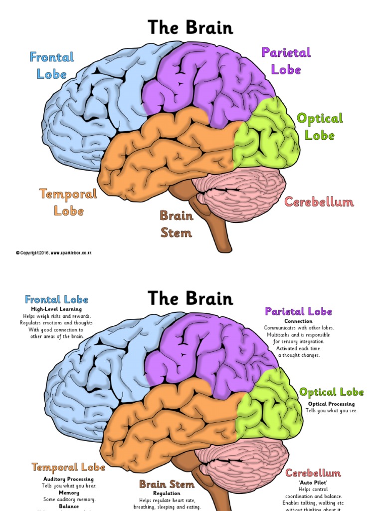 The Brain: Frontal Lobe | PDF | Brainstem | Frontal Lobe