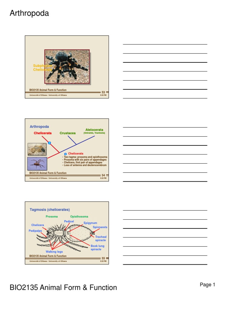 Arthropoda: BIO2135 Animal Form & Function | Download Free PDF ...