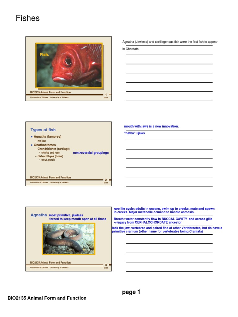 Fishes: Fish. Fish | PDF | Gill | Skeleton