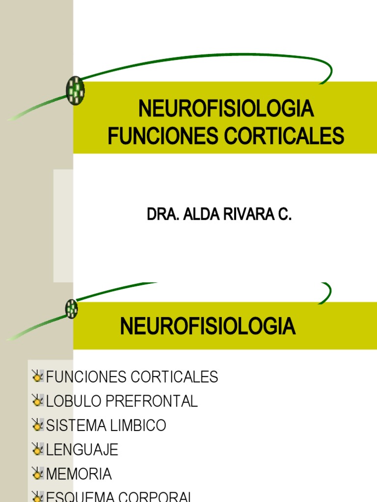 Funciones Corticales | PDF | Corteza cerebral | Lóbulo temporal