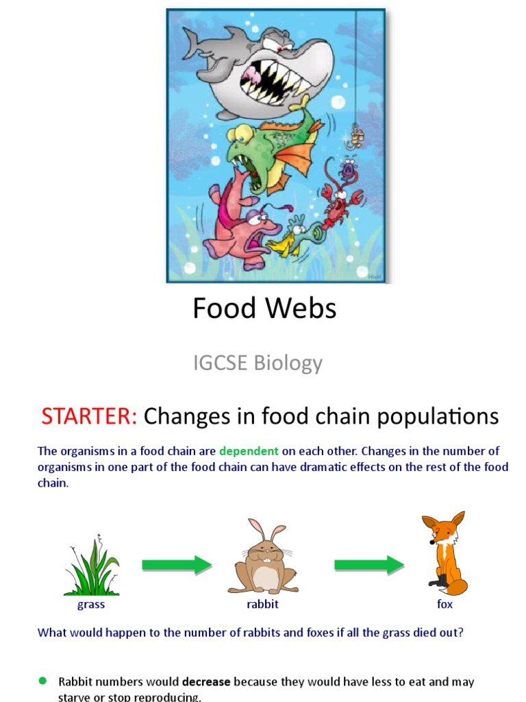 Food Webs: IGCSE Biology | PDF