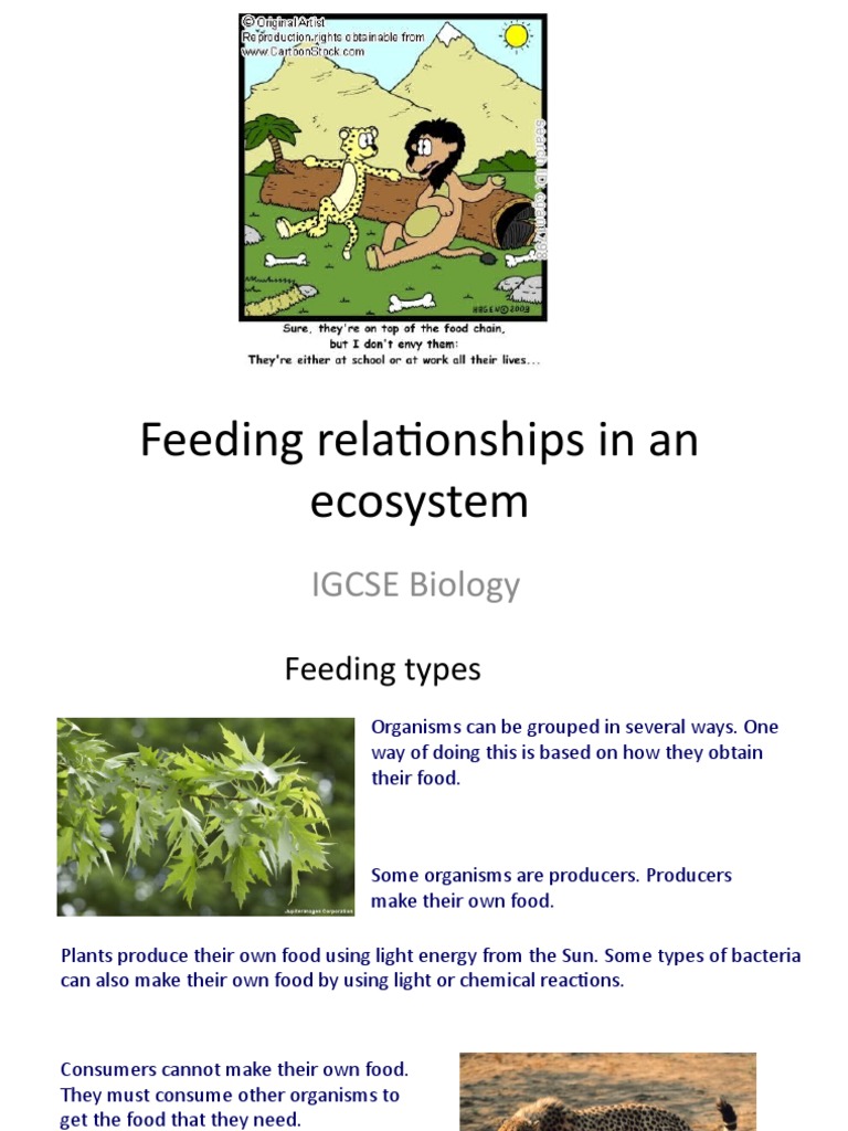 Feeding Relationships in An Ecosystem: IGCSE Biology | PDF | Herbivore ...