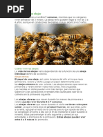 Las Abejas | PDF