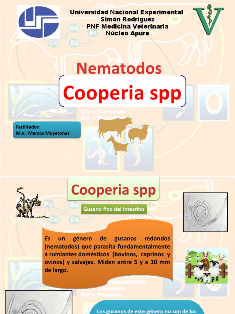 Cooperia SPP | PDF | Nematodo | Sistema reproductivo