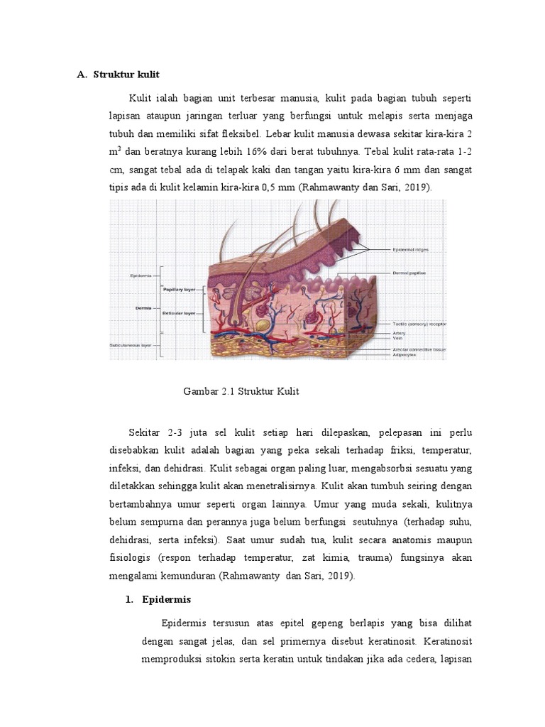 Struktur dan Fungsi Kulit Manusia | PDF
