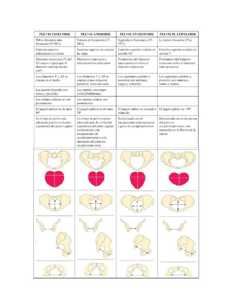 Tipologia de Pelvis Cuadro Comparativo | PDF