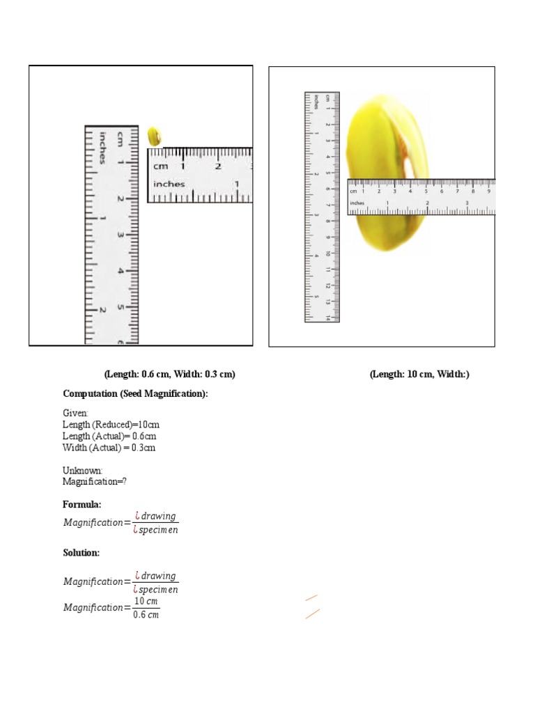 Magnification Drawing Specimen | PDF