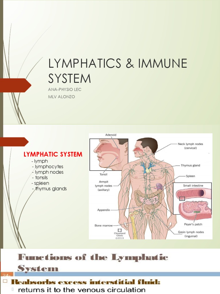Lymphatic System & Immunity | PDF | Lymphatic System | Immune System