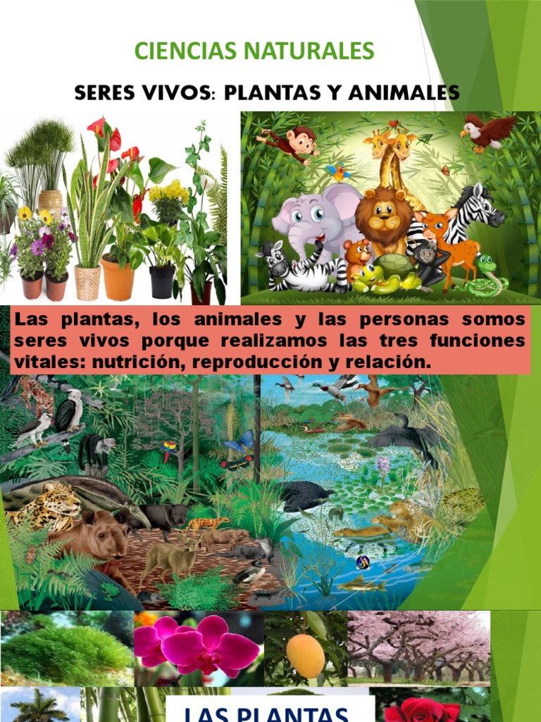 CCNN Plantas Animales | PDF | Plantas | Zoología