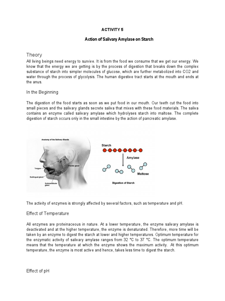 Act 5 Lab Pdf Digestion Enzyme