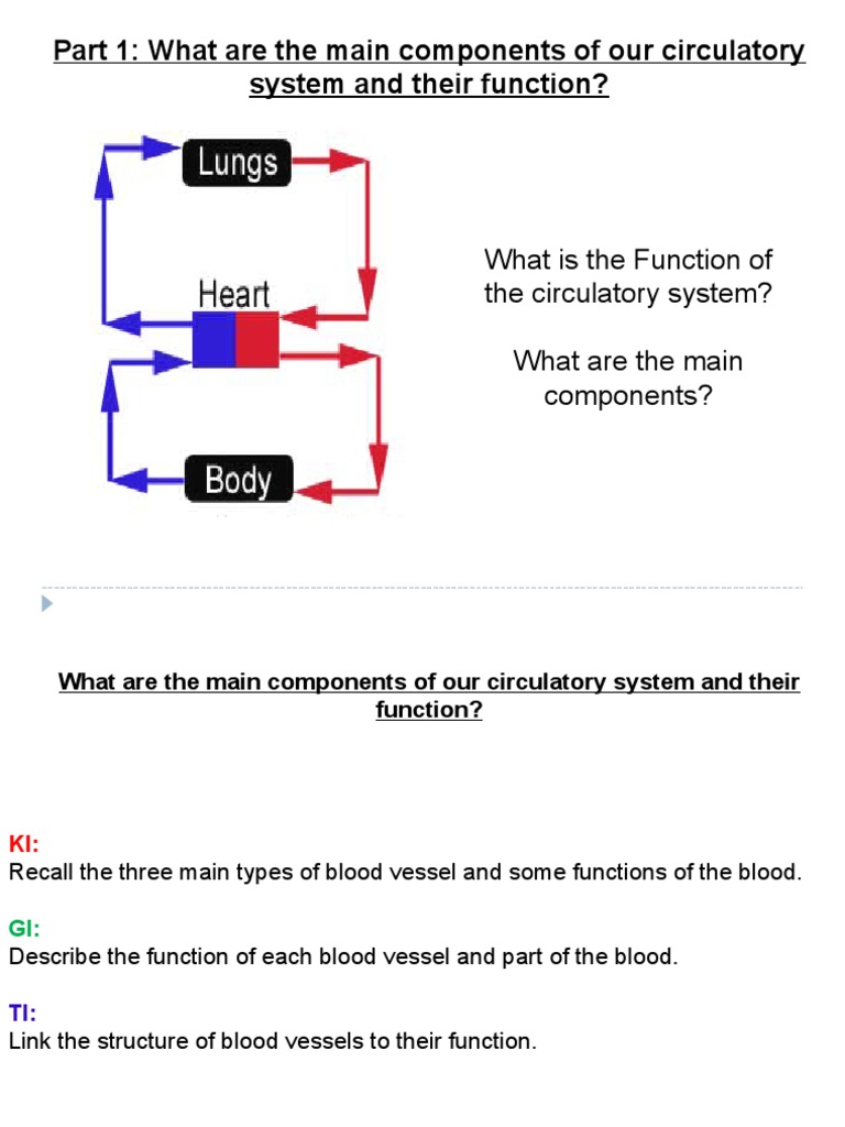 Part - 1 - Circulatory - System - 1.ppt Biology 2 | PDF | Artery ...
