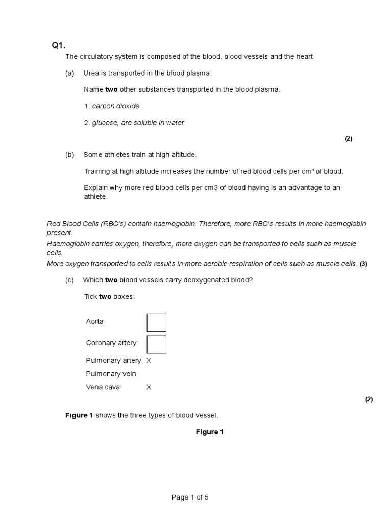 Biology Exam: Circulatory System | PDF | Blood | Artery