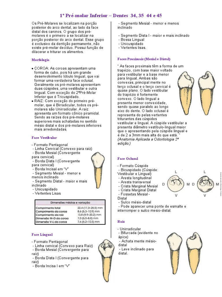 1º e 2º Pré Molar Inferior | PDF | Dente | Áreas da odontologia