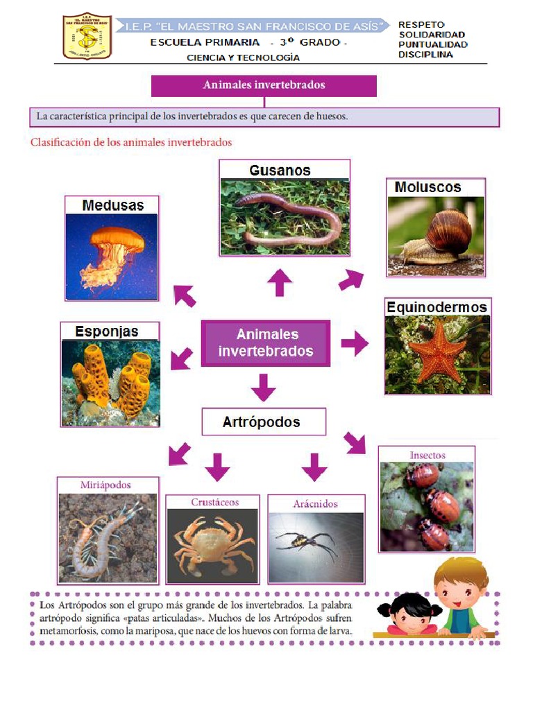 Fichas Animales Invertebrados | PDF