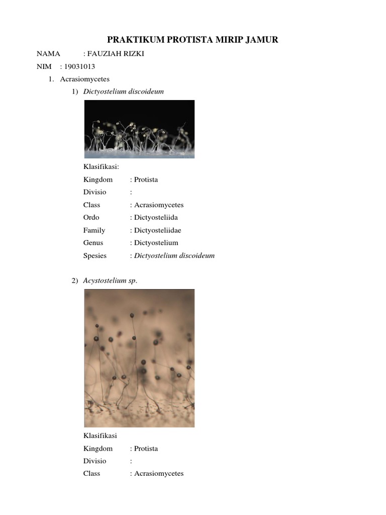 Protista Mirip Jamur-Dikonversi | PDF | Eukaryotes | Taxa