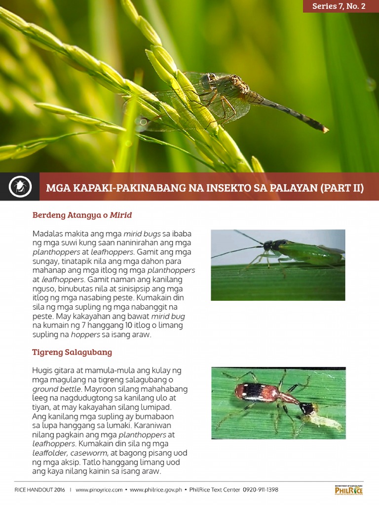 Mga Kapaki Pakinabang Na Insekto Sa Palayan 2 | PDF