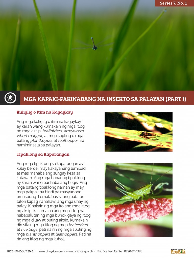 Mga Kapaki Pakinabang Na Insekto Sa Palayan 1 | PDF