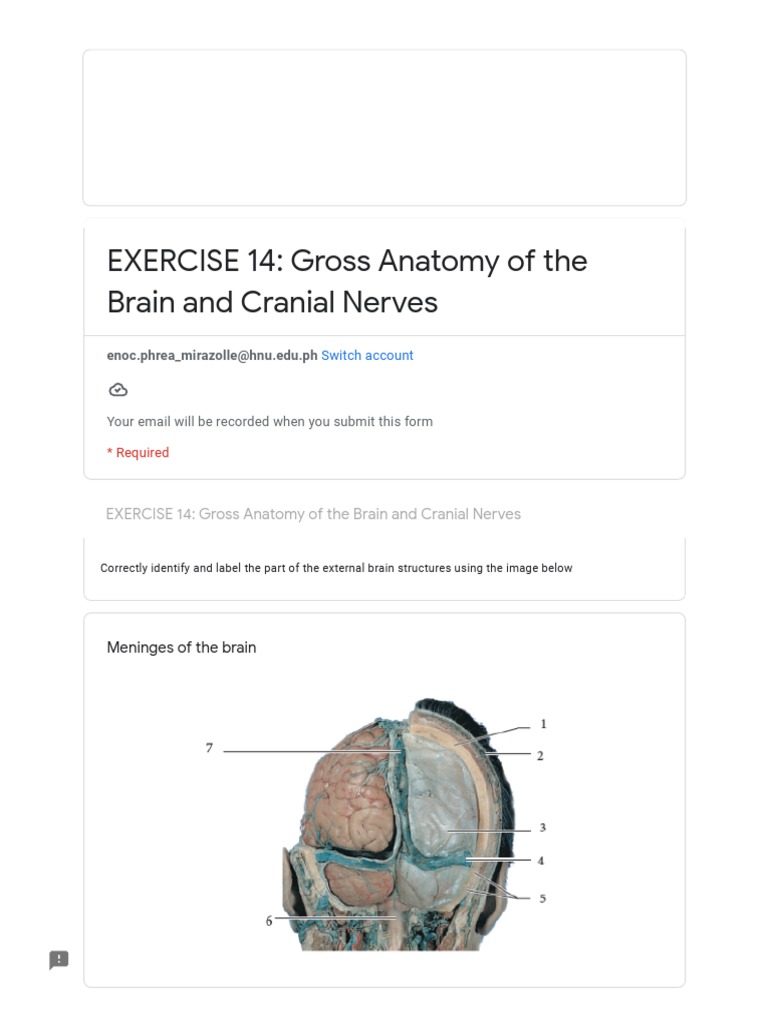 EXERCISE 14: Gross Anatomy of The Brain and Cranial Nerves | PDF