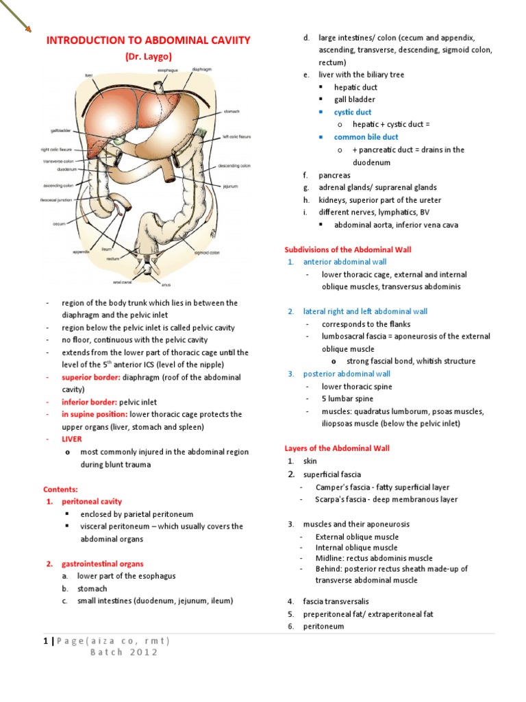 Anatomy Notes (2nd Sem) 1 | PDF | Abdomen | Anatomy