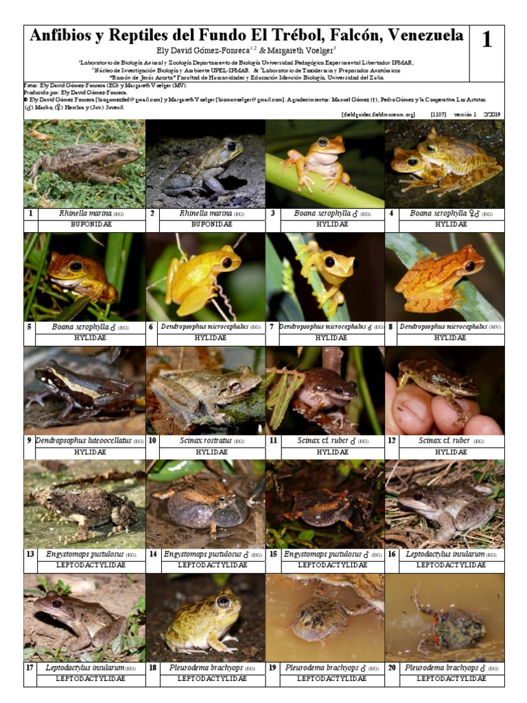 1107 Venezuela Amphibians and Reptiles of Fundo El Trebol | PDF ...