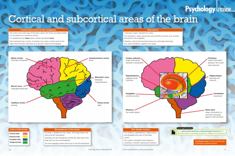 Cortical and Subcortical Areas of The Brain | PDF | Cerebral Cortex ...