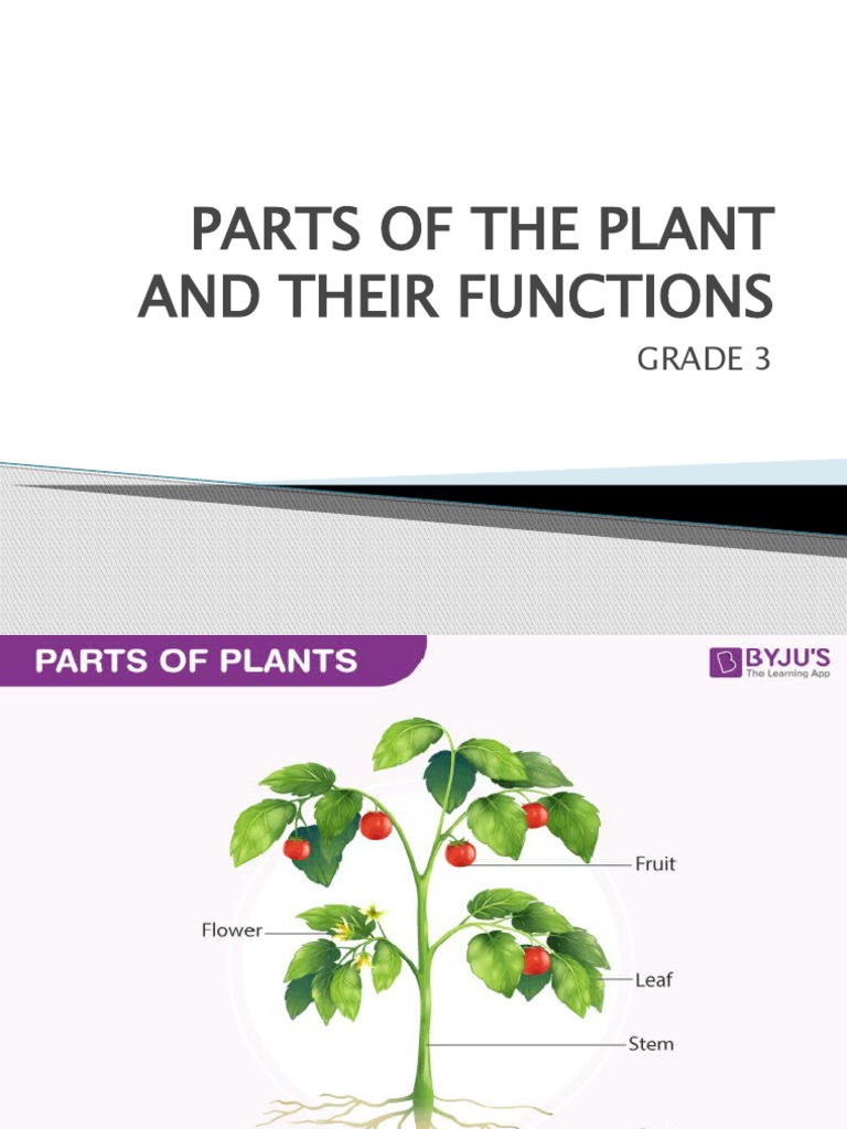 Parts of The Plant and Their Functions | PDF